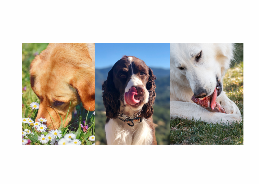 SNIFFING, LICKING & CHEWING - 'The Trifecta of Calm' – Basil's Raw Dog Food